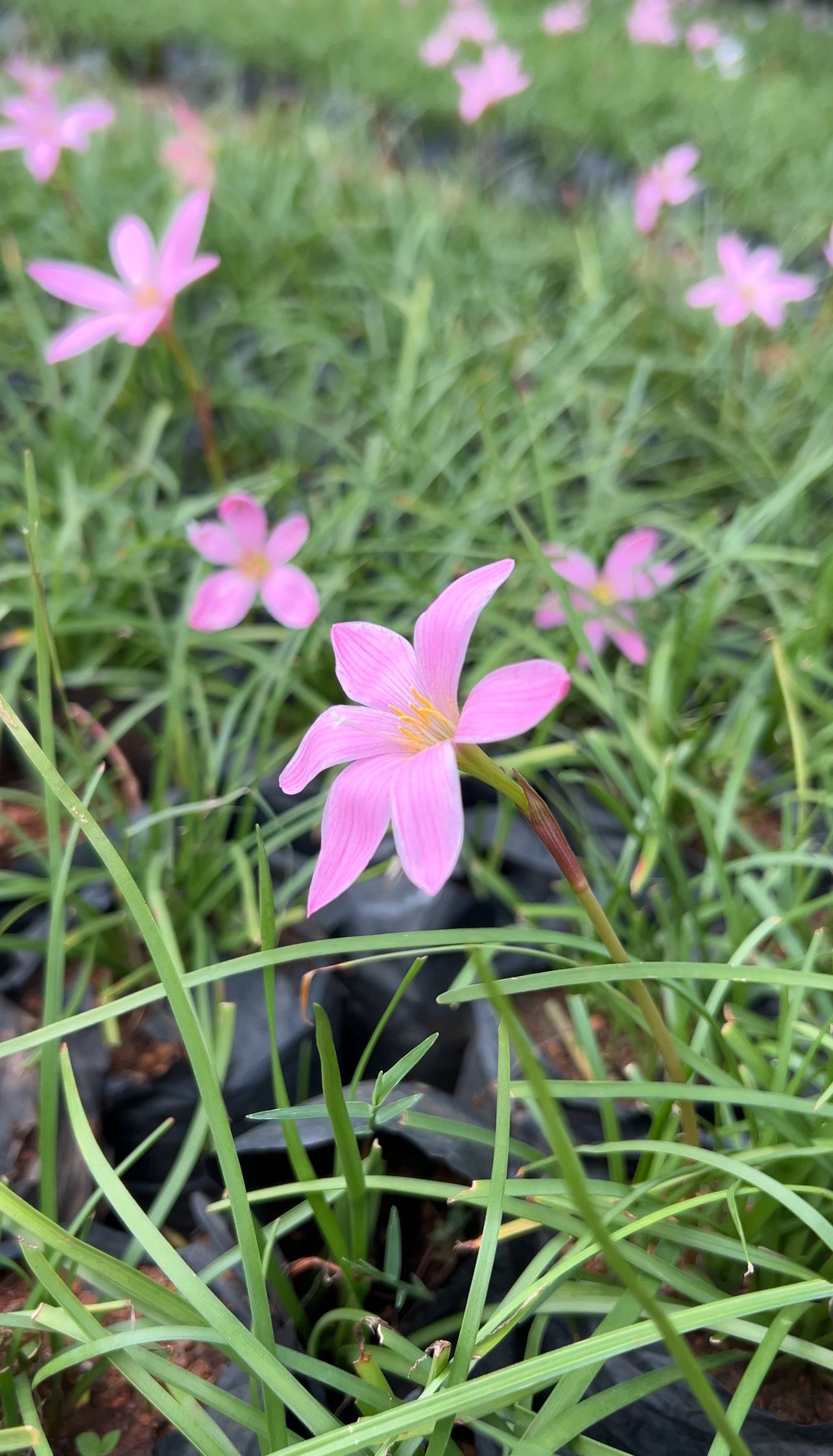 🌸 Rainy Lily | Vennela Puvvu | Pink + Premium White pot. – Shanva ...