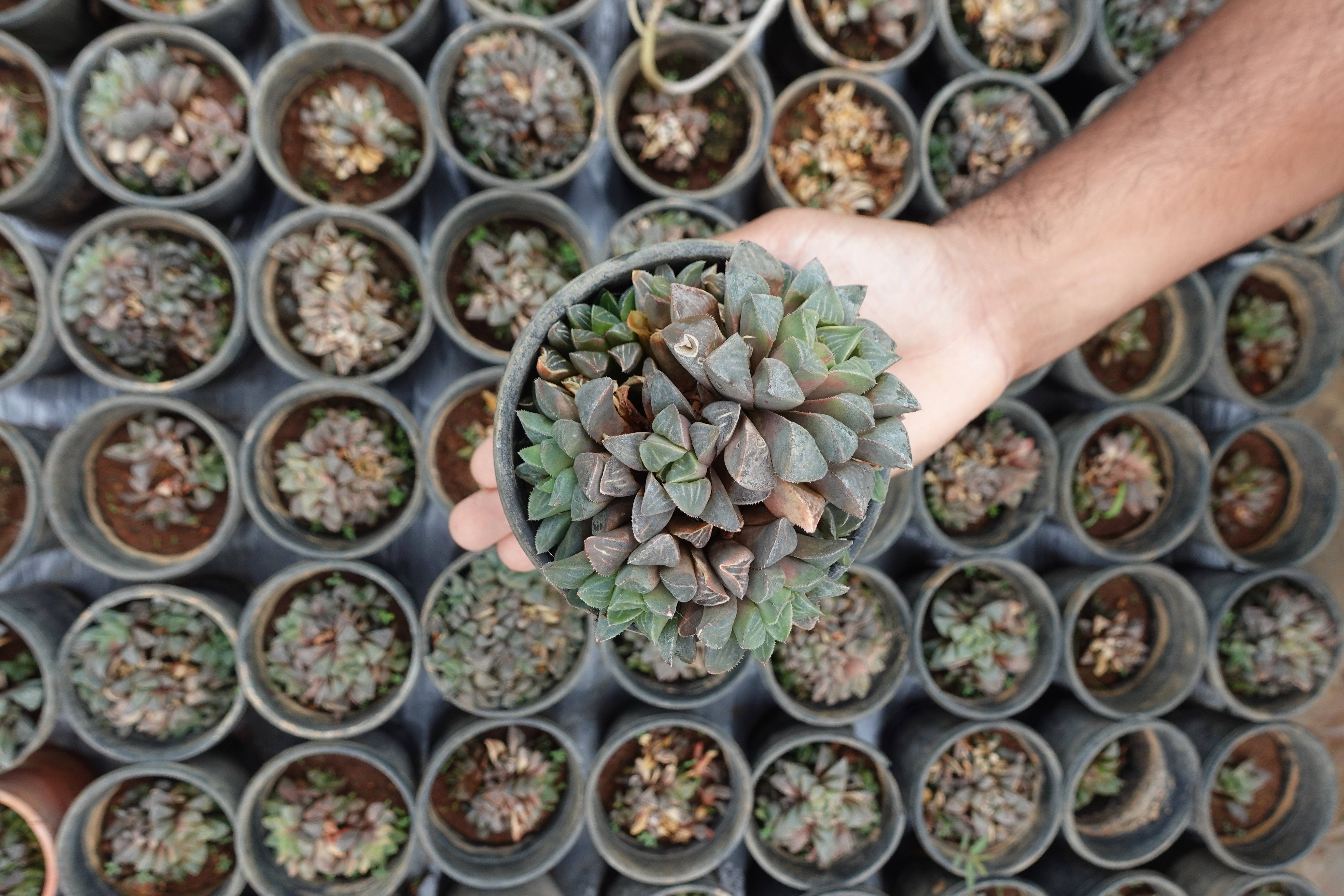Haworthia Cooperi – The Crystal Cluster Plant Sapling + Premium White ...