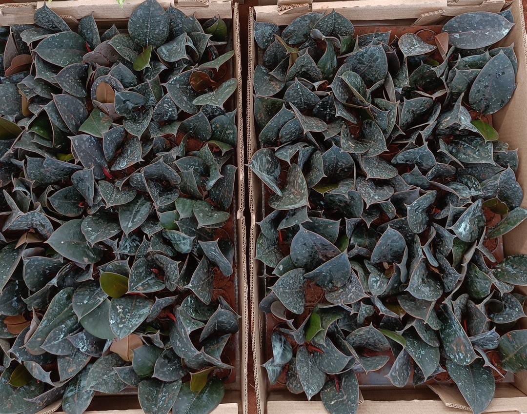 Rubber Plant Sapling + Premium White pot. – Shanva Enterprises